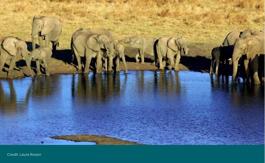 Scientists uncover cause of mysterious deaths of elephants in Zimbabwe Scientists uncover cause of mysterious deaths of elephants in Zimbabwe