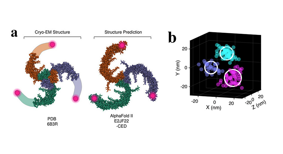 Scripps Research scientists reveal how sensory protein changes shape ... Scripps Research scientists reveal how sensory protein changes shape ...